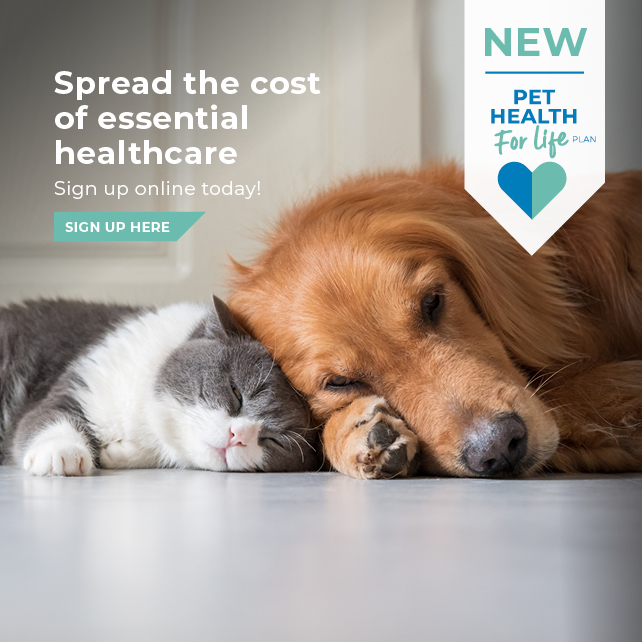 Vets in Rochester | Vets in Chatham |Vets in Kent | Warren House Vets